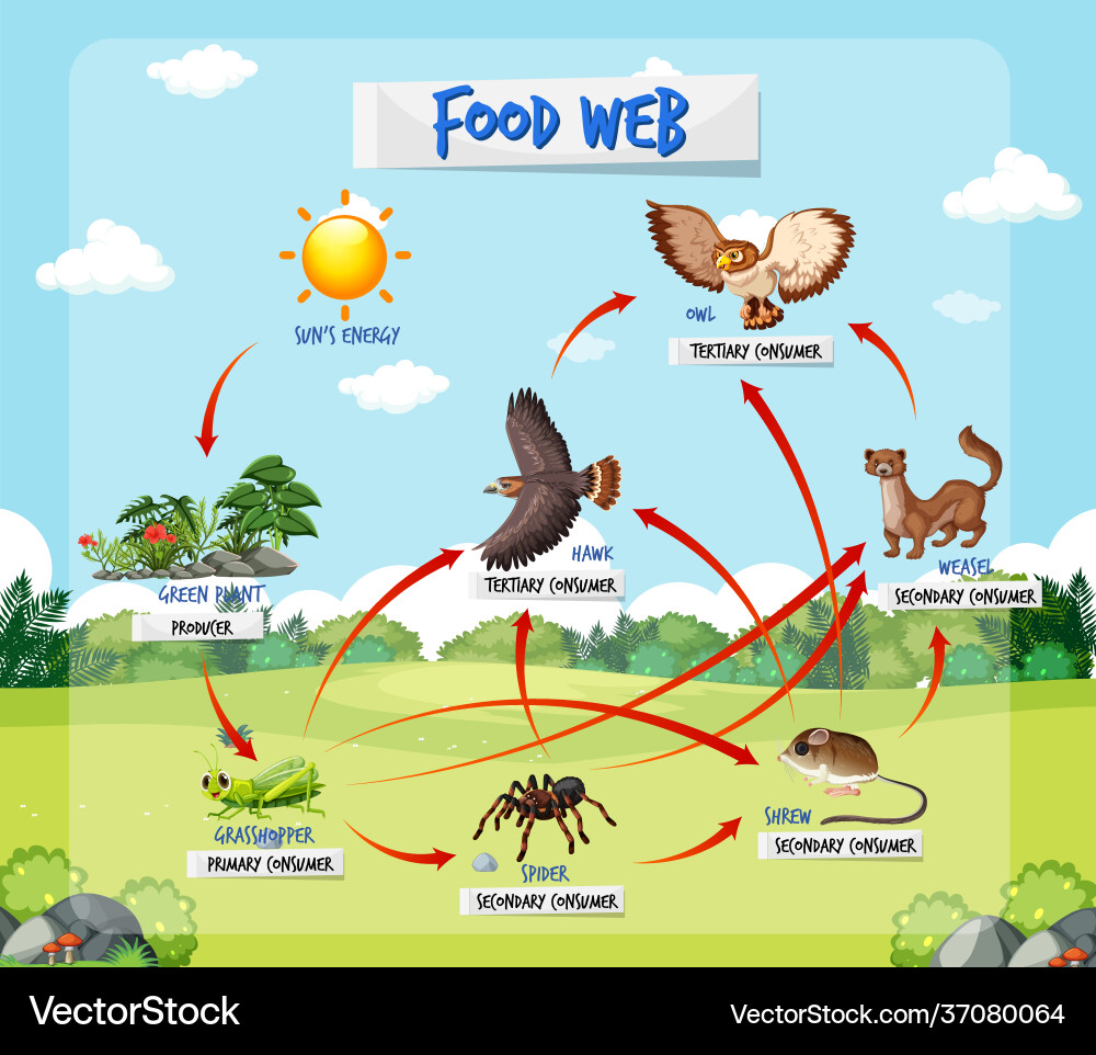 Forest Food Chain Examples For Kids
