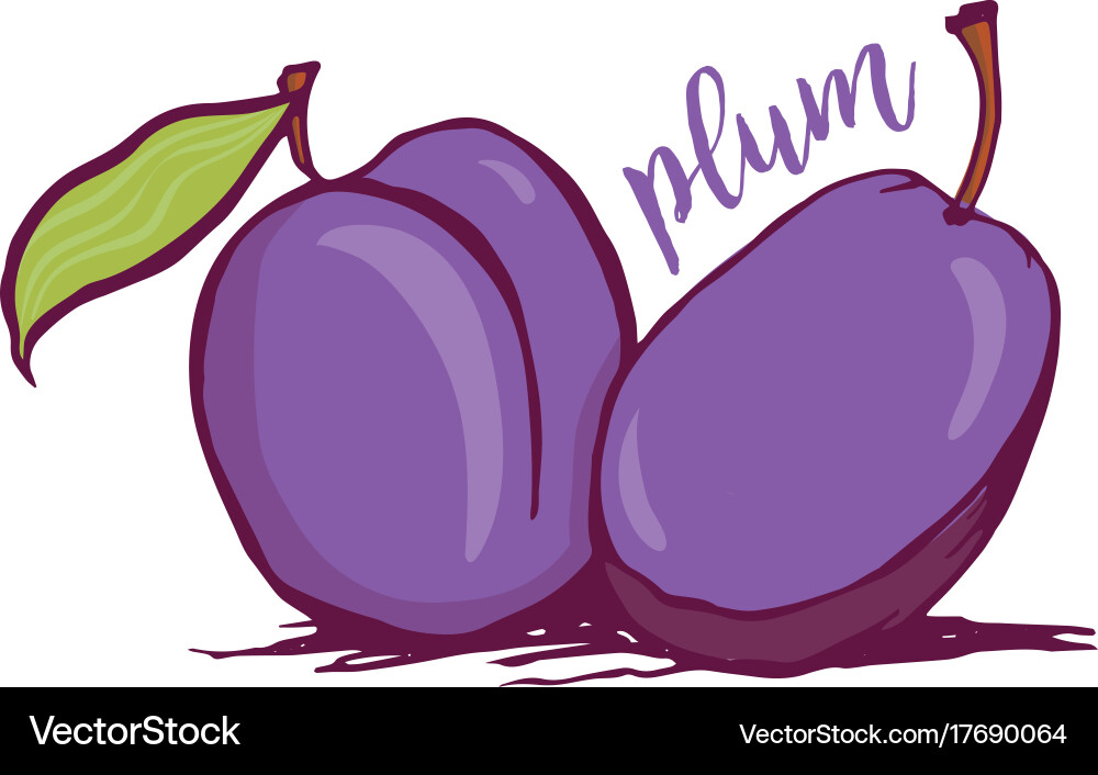 Hand drawn plum sketch style Royalty Free Vector Image
