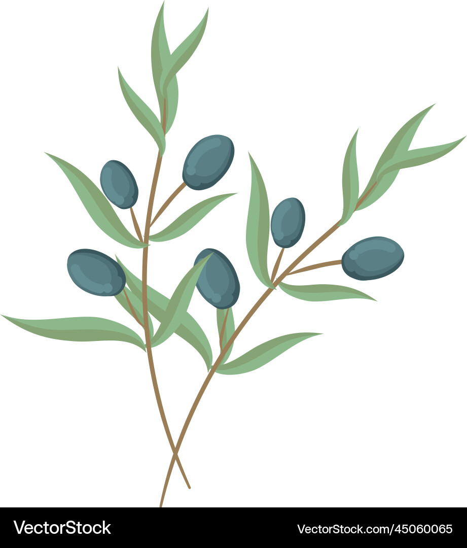 Olive branch design Royalty Free Vector Image - VectorStock