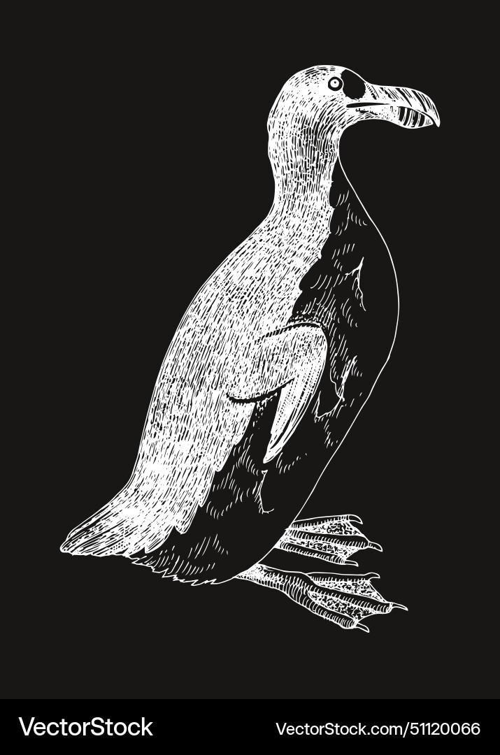 Great auk extinct flightless bird Royalty Free Vector Image