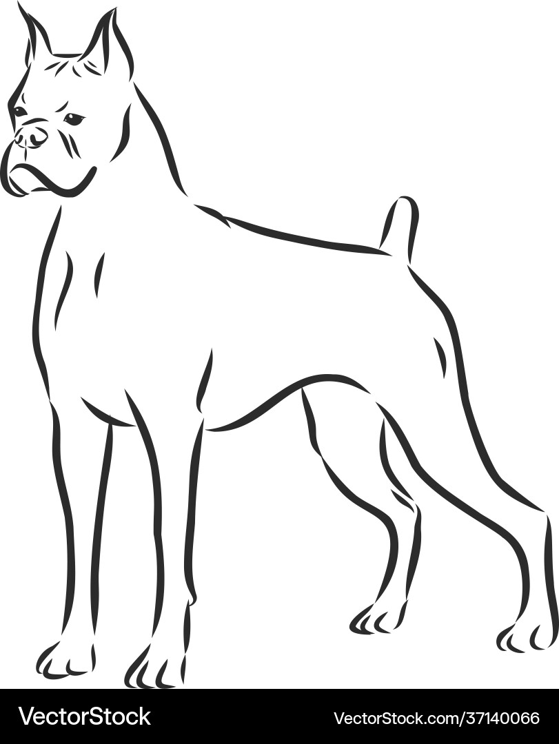 Silhouette contour dog muzzle boxer breed Vector Image
