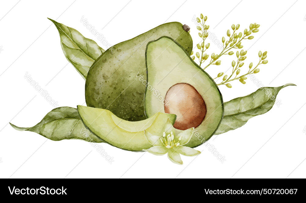 Avocado watercolor botanical Royalty Free Vector Image