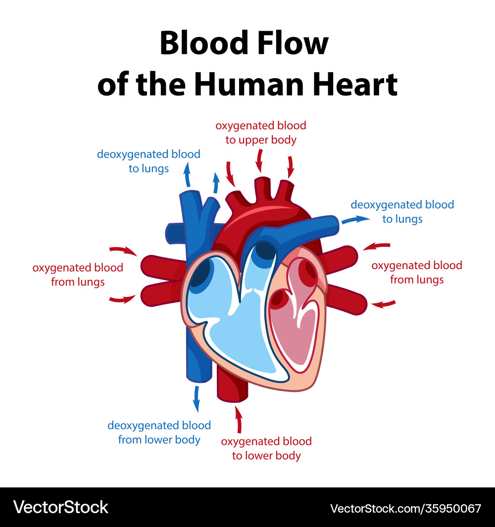 Human Heart Blood Flow Diagram Diagram Showing Blood Flow Of Human