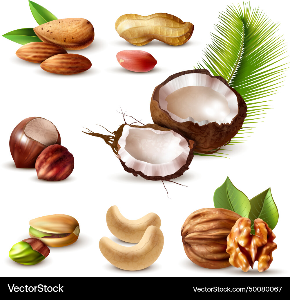 Nuts realistic set Royalty Free Vector Image - VectorStock