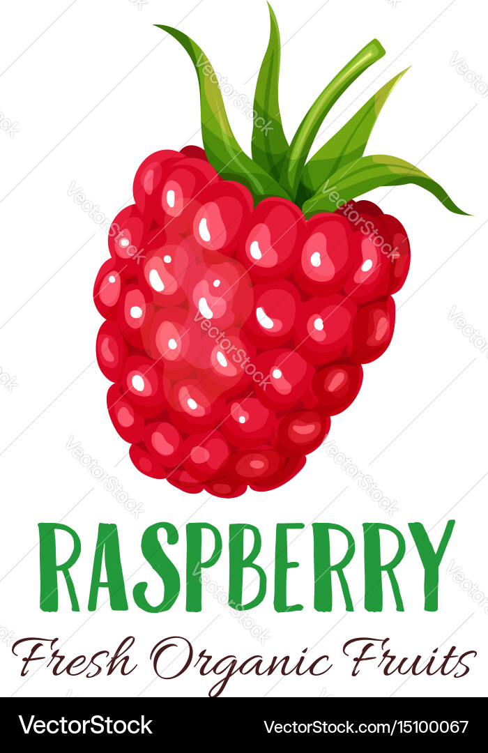 Raspberry Royalty Free Vector Image - VectorStock
