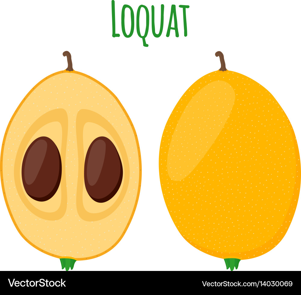 Loquat tropical fruit in cartoon flat style Vector Image