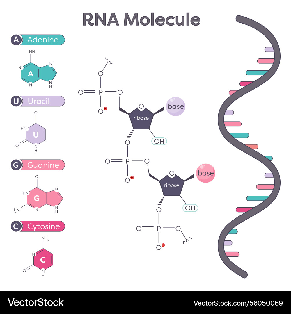 Rna molecule Royalty Free Vector Image - VectorStock