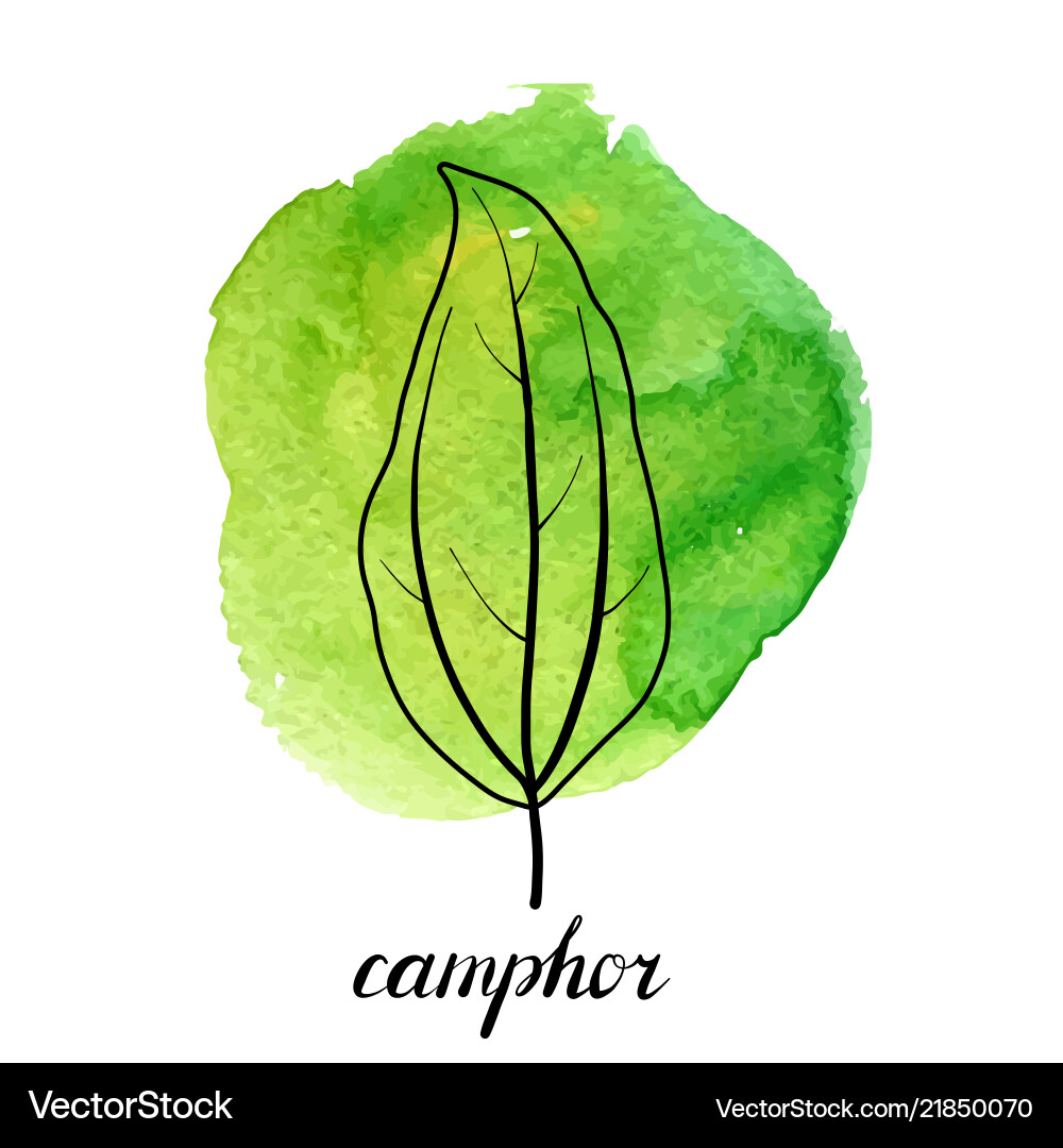 Leaf of camphor tree Royalty Free Vector Image