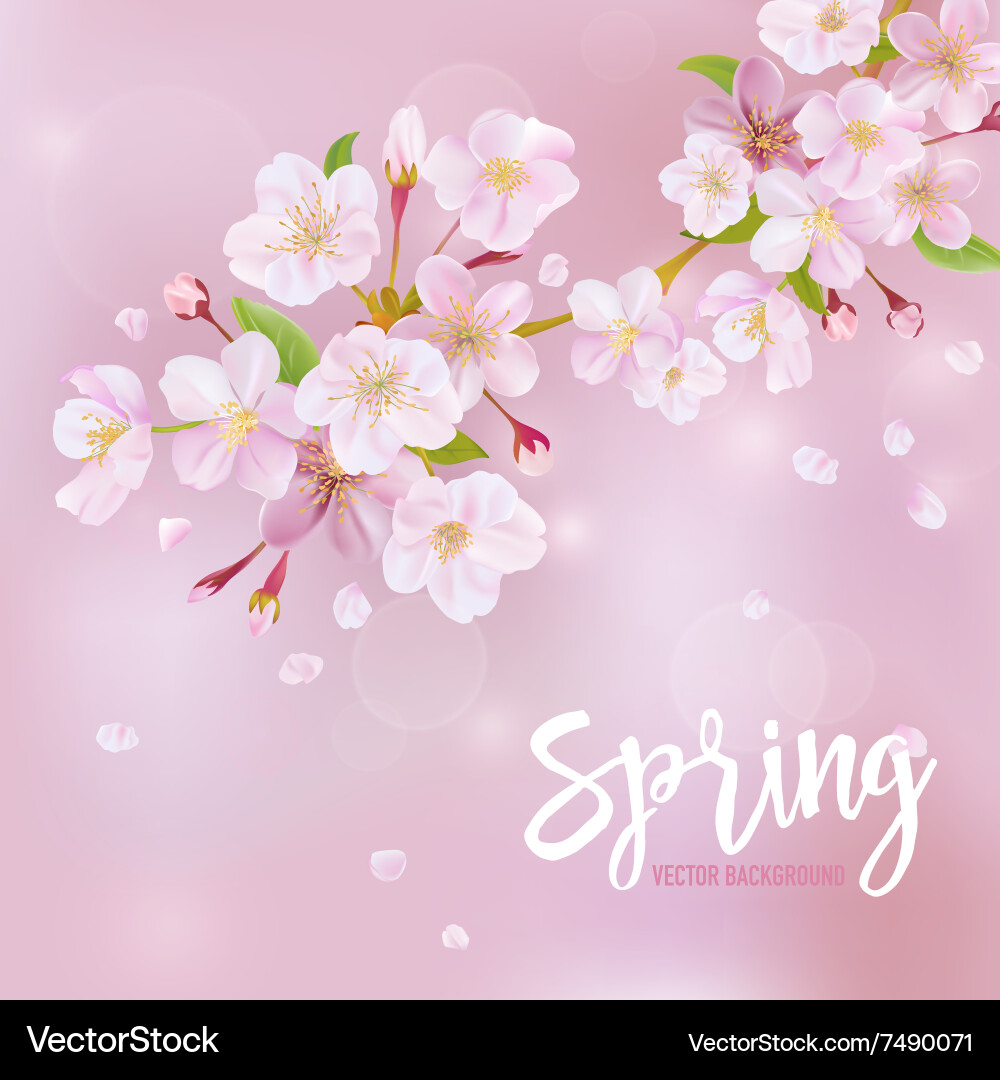 Cherry blossom spring background Royalty Free Vector Image
