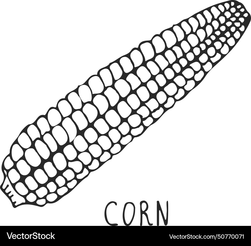 Corn cob sketch farm grain maize drawing Vector Image