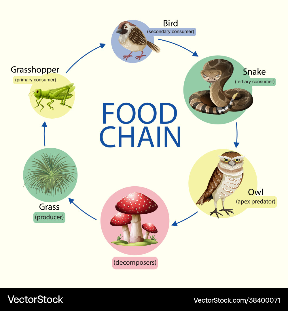 Food chain diagram concept Royalty Free Vector Image