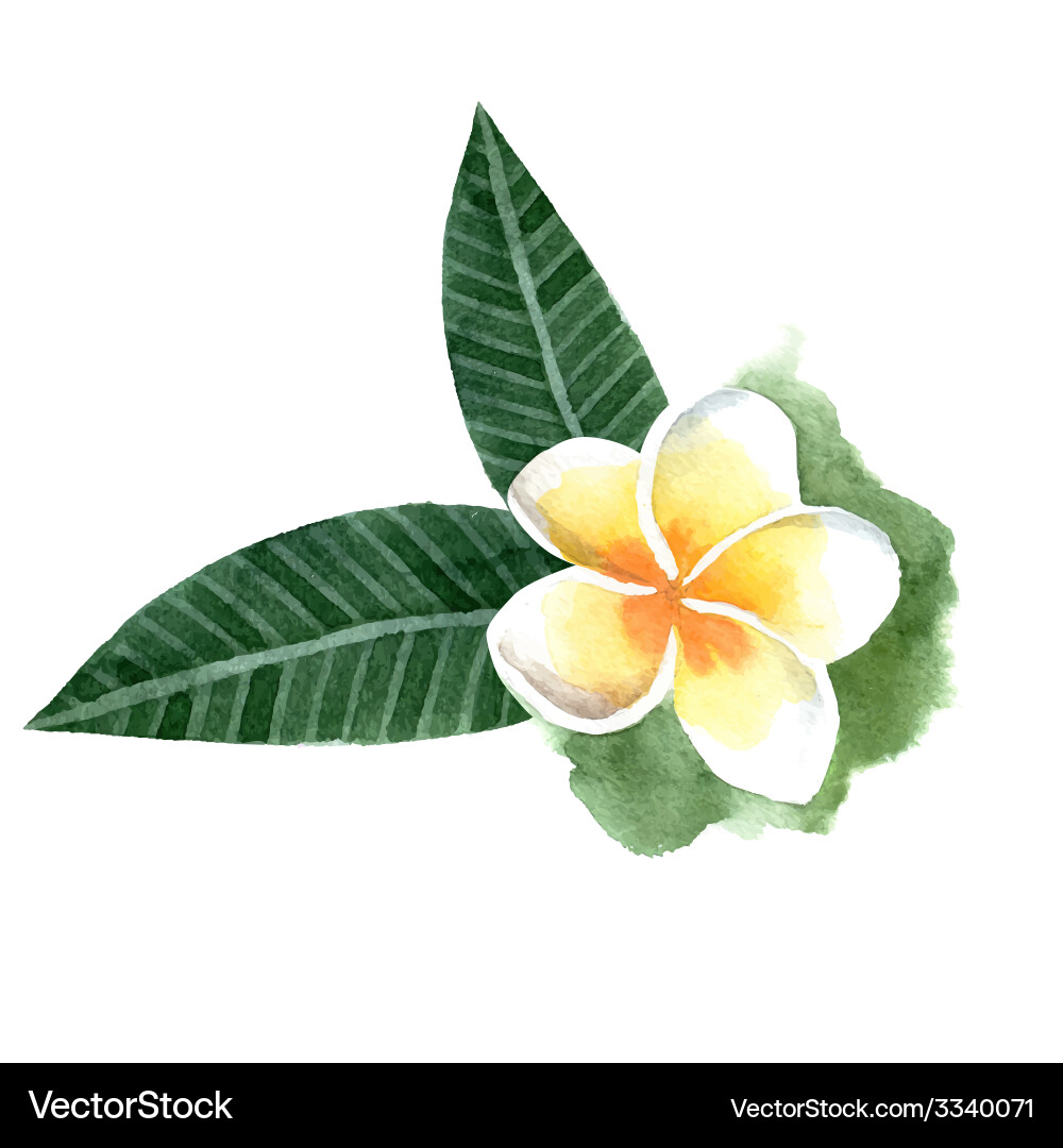 Watercolor frangipani flower Royalty Free Vector Image