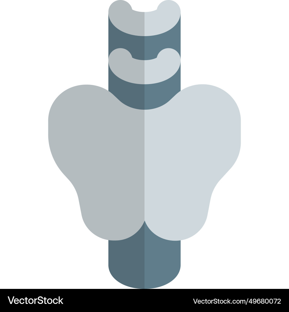 Thyroid is a butterfly-shaped gland that sits low Vector Image