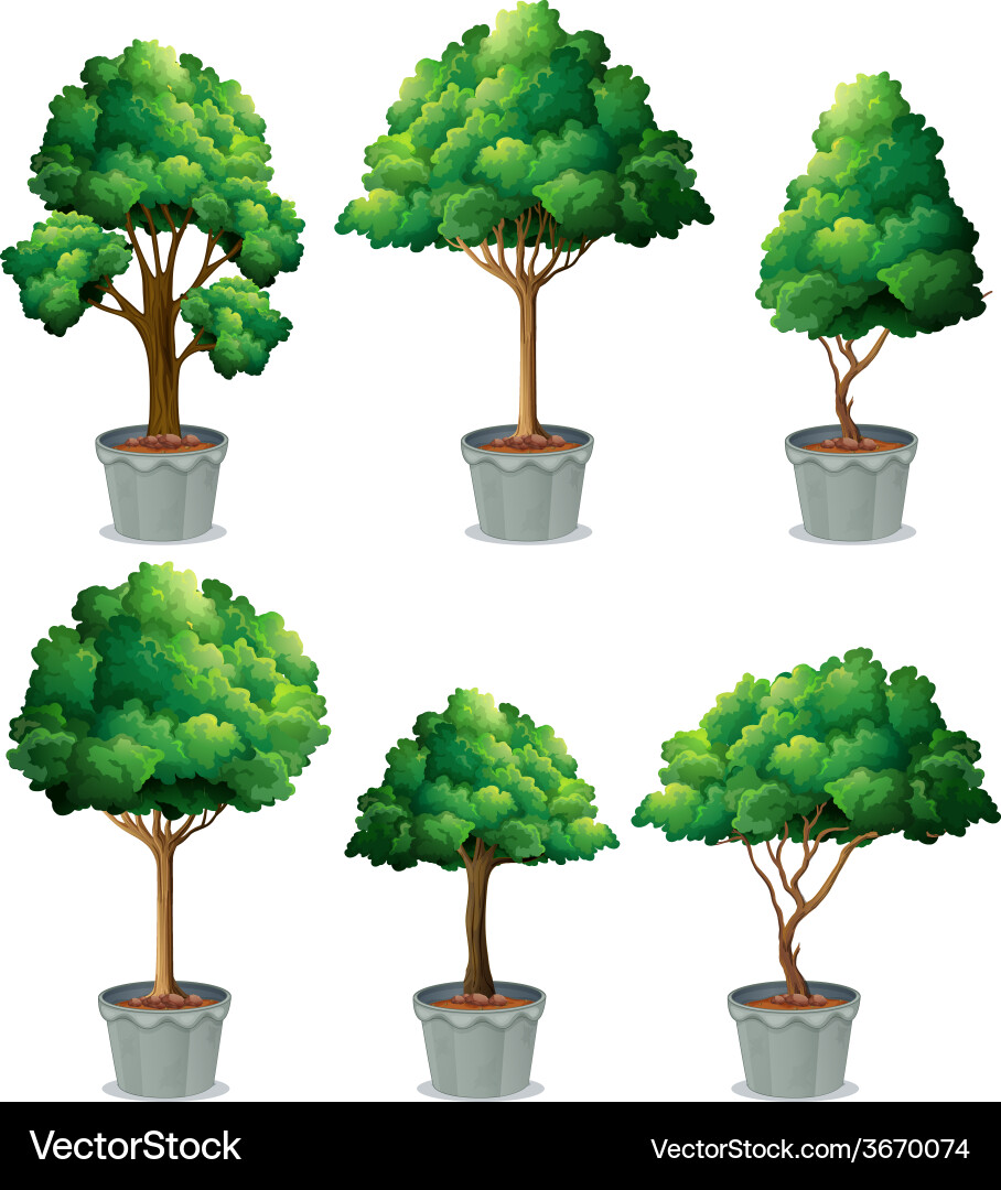 Plant Royalty Free Vector Image - VectorStock