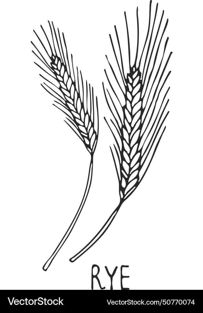 Rye ear sketch farm cereal crop drawing Royalty Free Vector