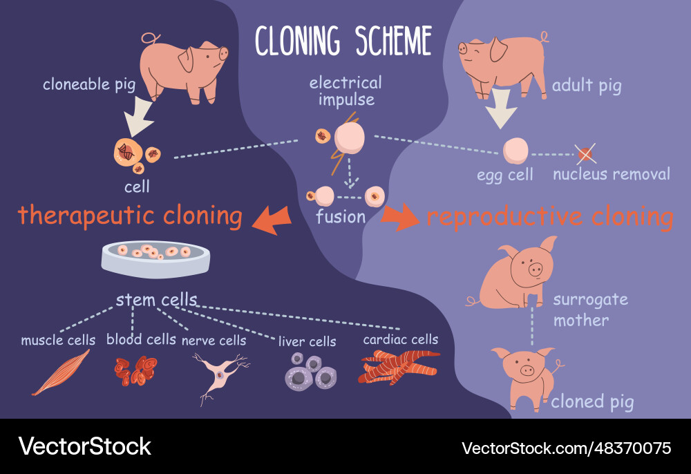 Cloning scheme flat infographics Royalty Free Vector Image