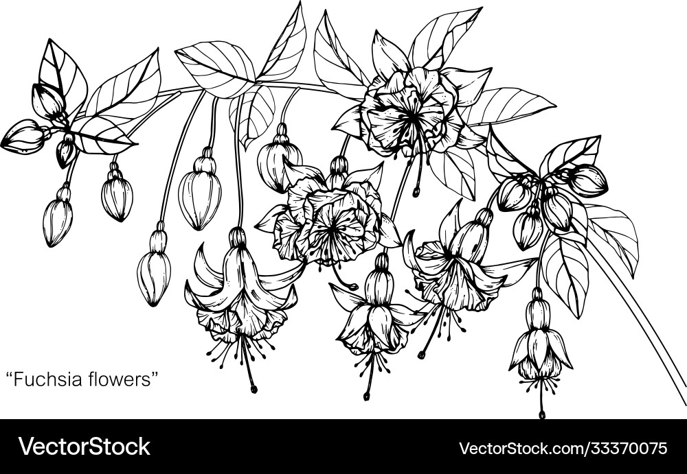 Fuchsia flower and leaf hand drawn botanical Vector Image