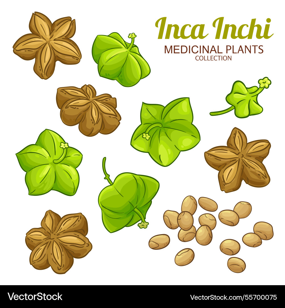 Inca inchi seeds colored detailed Royalty Free Vector Image