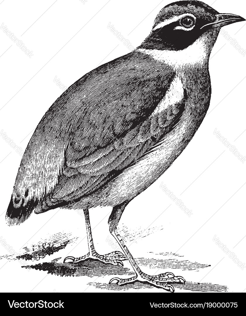 Indian pitta vintage Royalty Free Vector Image