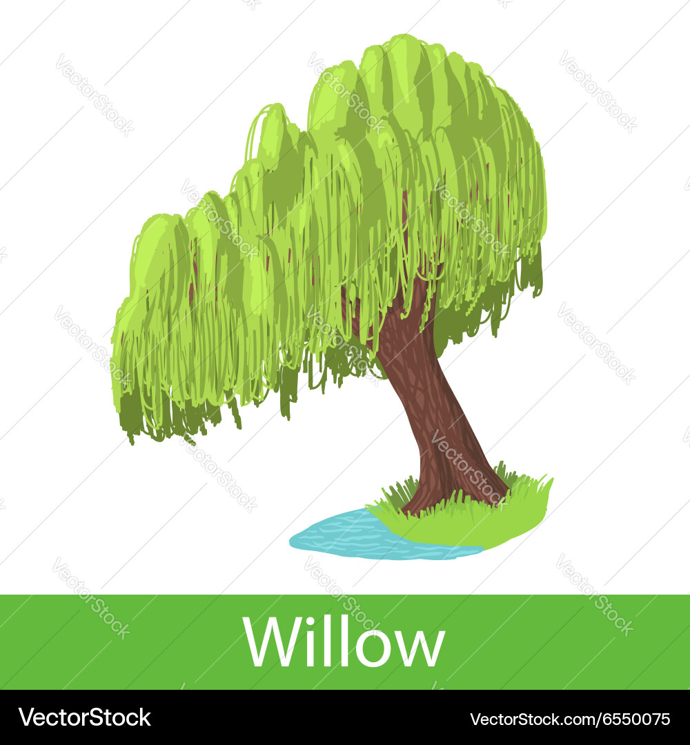 Willow cartoon tree Royalty Free Vector Image - VectorStock