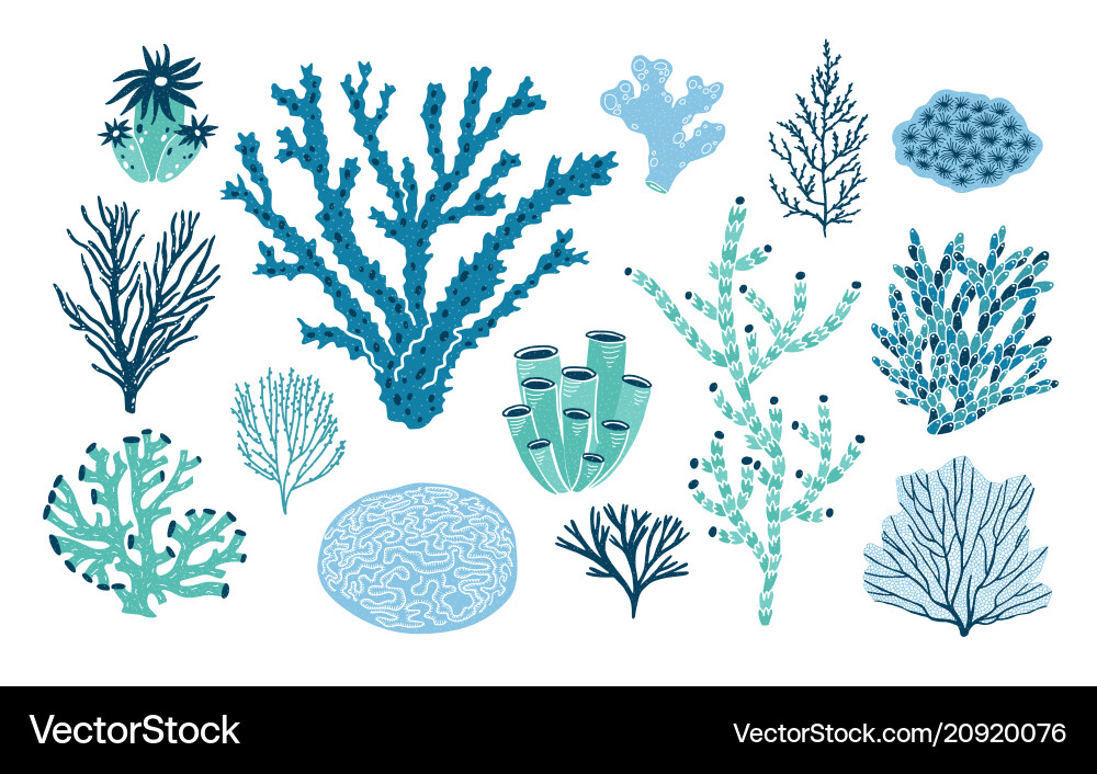 Bundle of various corals and seaweed or algae Vector Image