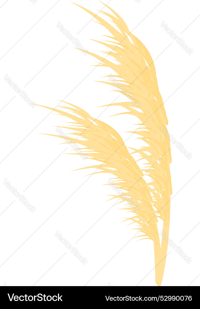 Dried pampas grass with fluffy plumes blowing Vector Image