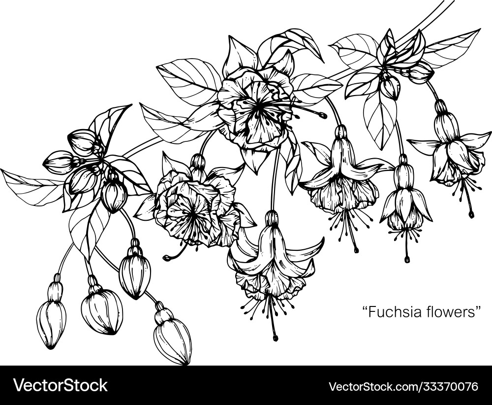 Fuchsia flower and leaf hand drawn botanical Vector Image