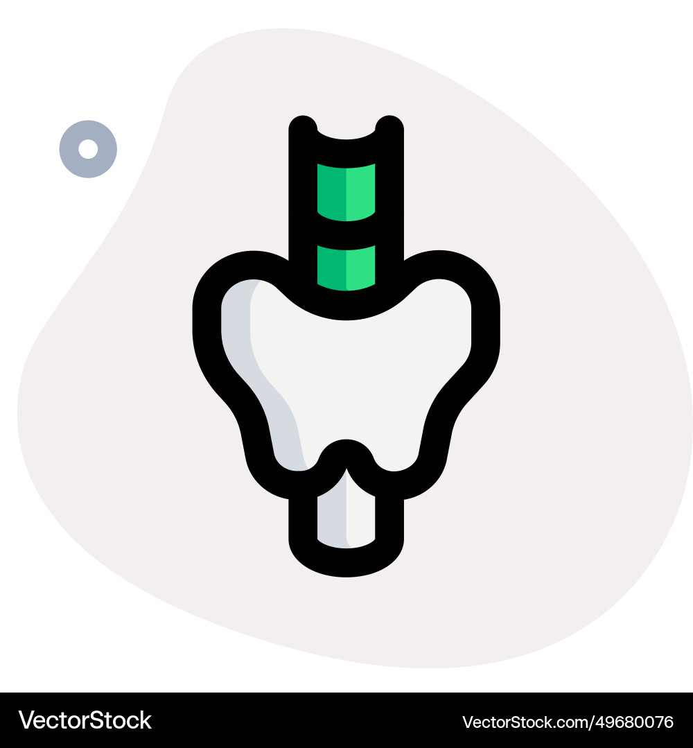 Thyroid is a butterfly-shaped gland that sits low Vector Image