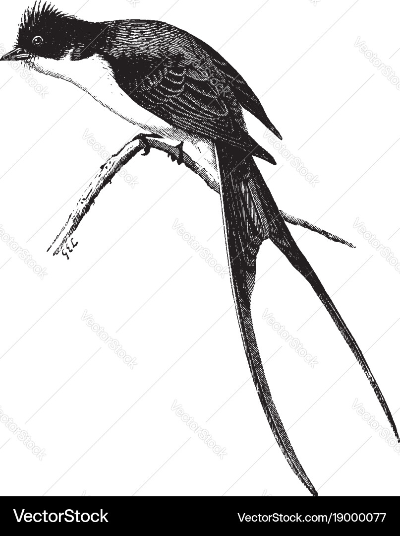 Scissor tail vintage Royalty Free Vector Image