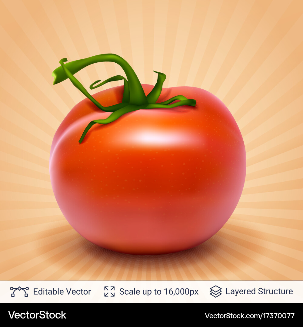 Tomato and text Royalty Free Vector Image - VectorStock