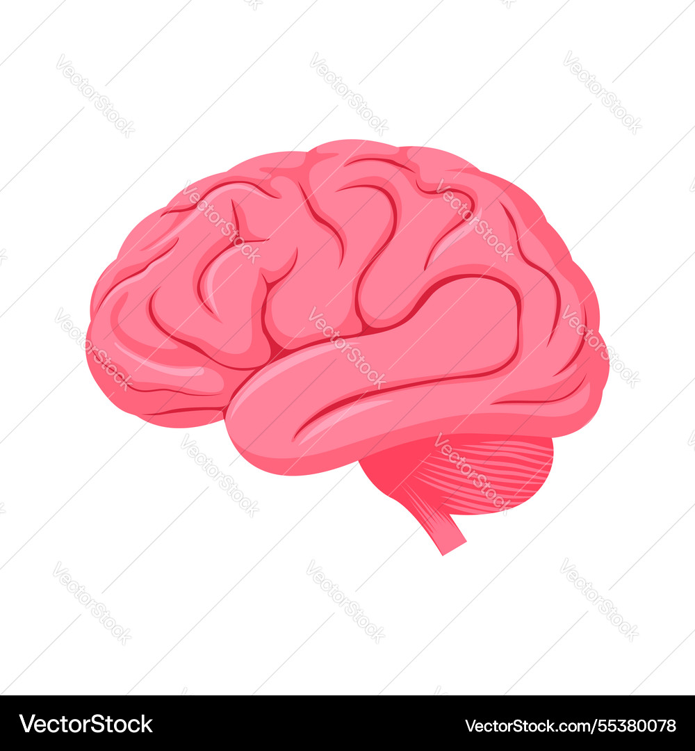 Human brain Royalty Free Vector Image - VectorStock