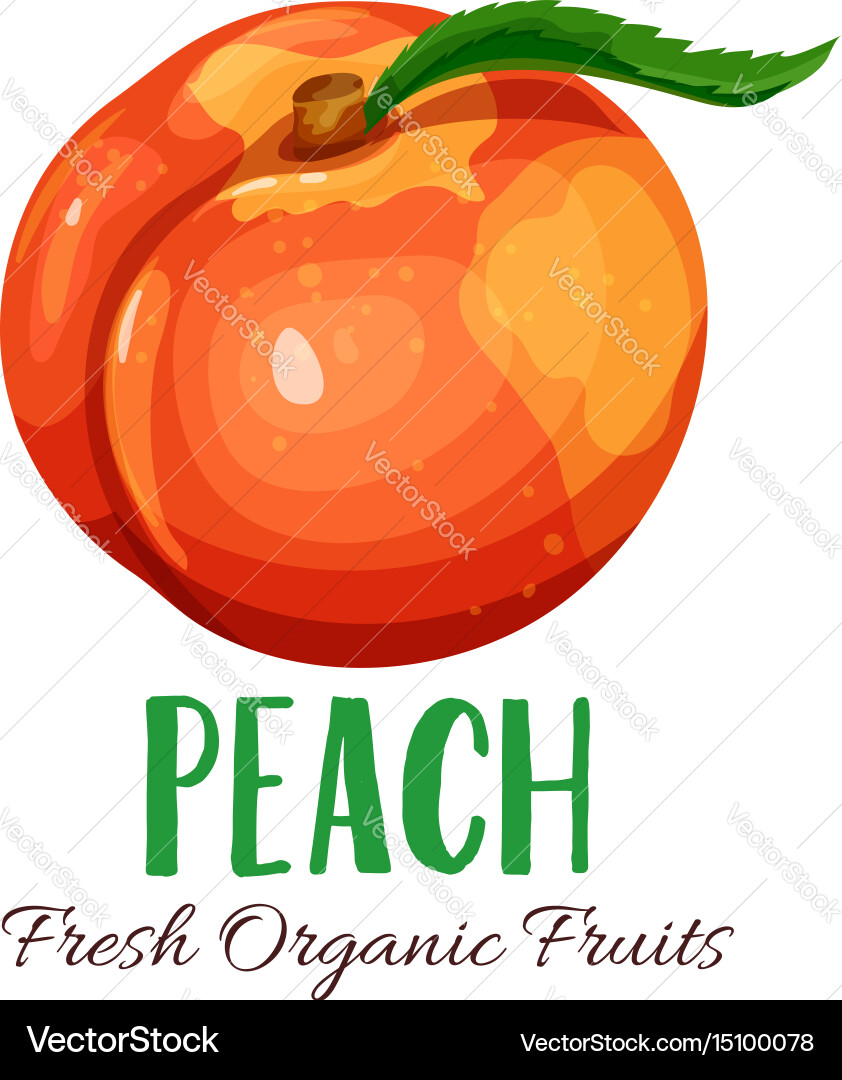 Peach Royalty Free Vector Image - VectorStock