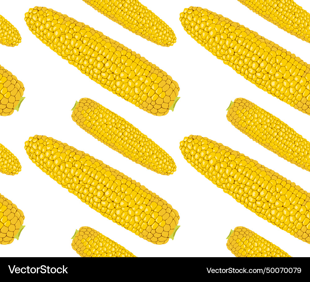 Corn cobs of various sizes Royalty Free Vector Image