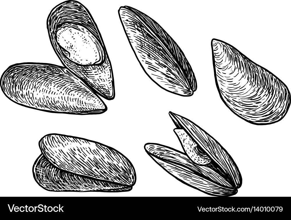 Muscheln Zeichnung Gravur Tinte Lizenzfreies Vektorbild
