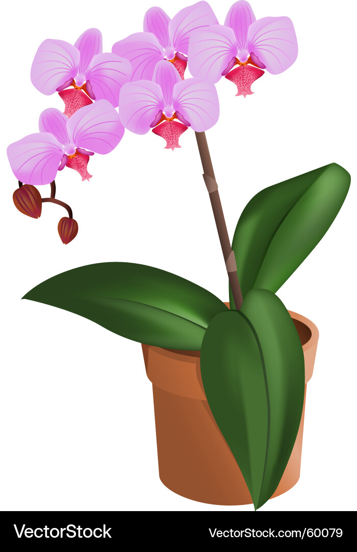 Orchid Royalty Free Vector Image - VectorStock