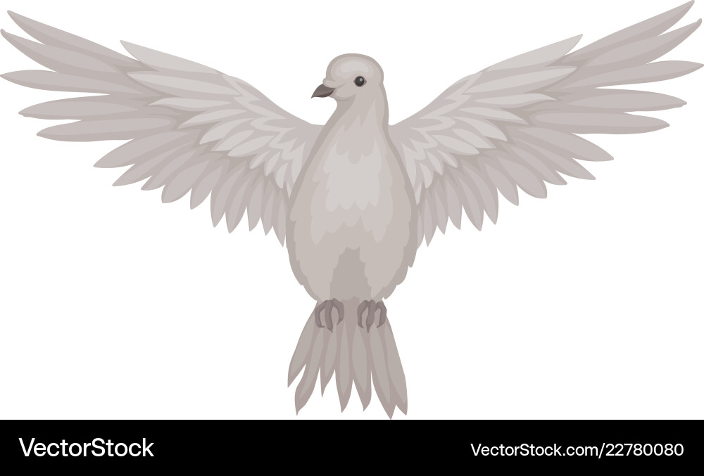 Gray dove in flying action with wide open wings Vector Image