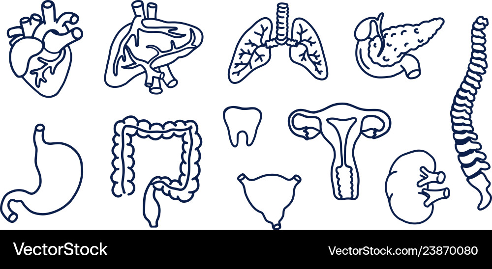Line-art set of human internal organs Royalty Free Vector
