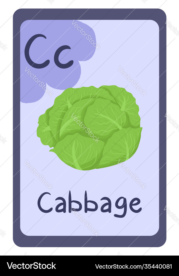 Education flash card abc letter c - cabbage Vector Image