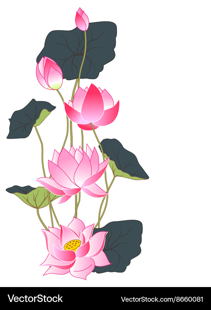 Pink lotus Royalty Free Vector Image - VectorStock