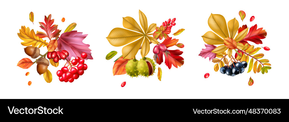 Autumn fall leaves realistic compositions Vector Image