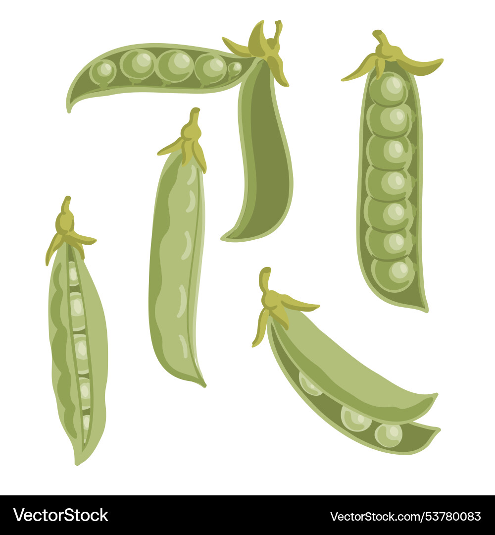 Drawing pods of pea Royalty Free Vector Image - VectorStock