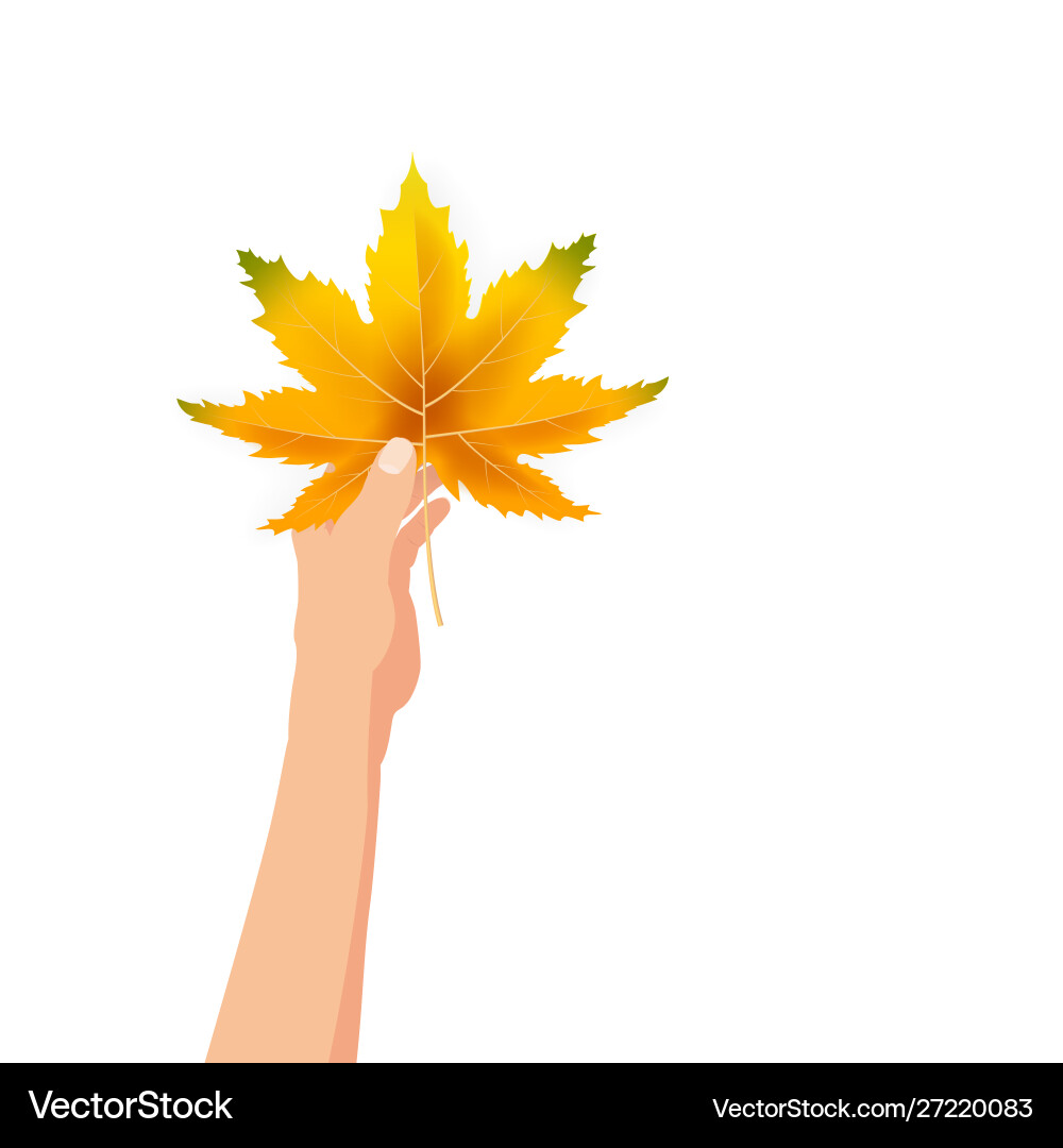 Hand hold autumn colorful leaf bright bouquet fall