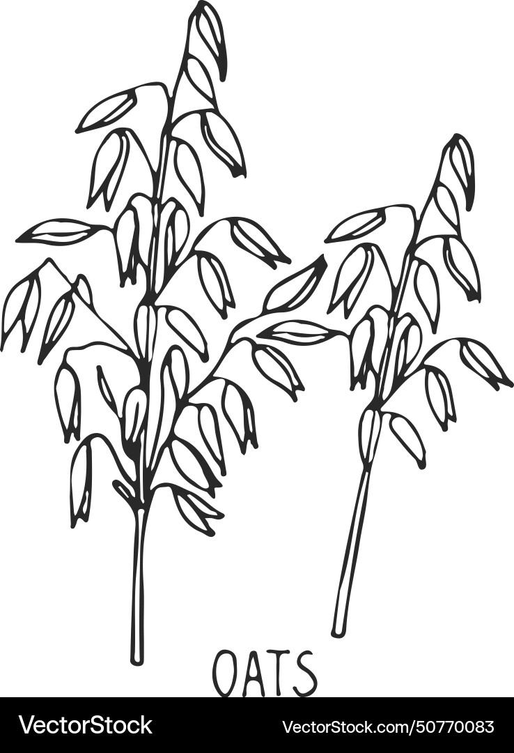 Oats plant cereal grain sketch drawing Royalty Free Vector