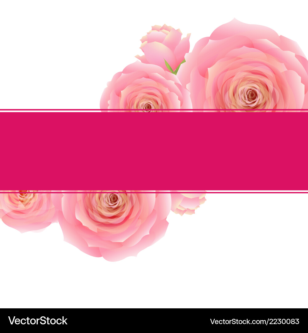 Pink rose banner Royalty Free Vector Image - VectorStock