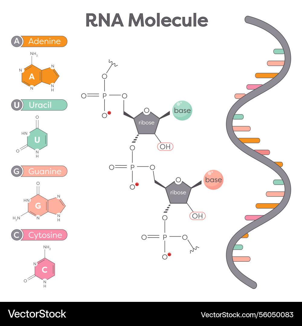 Rna molecule Royalty Free Vector Image - VectorStock