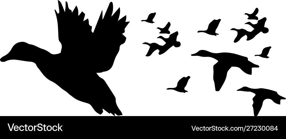Birds are flying on white background Royalty Free Vector