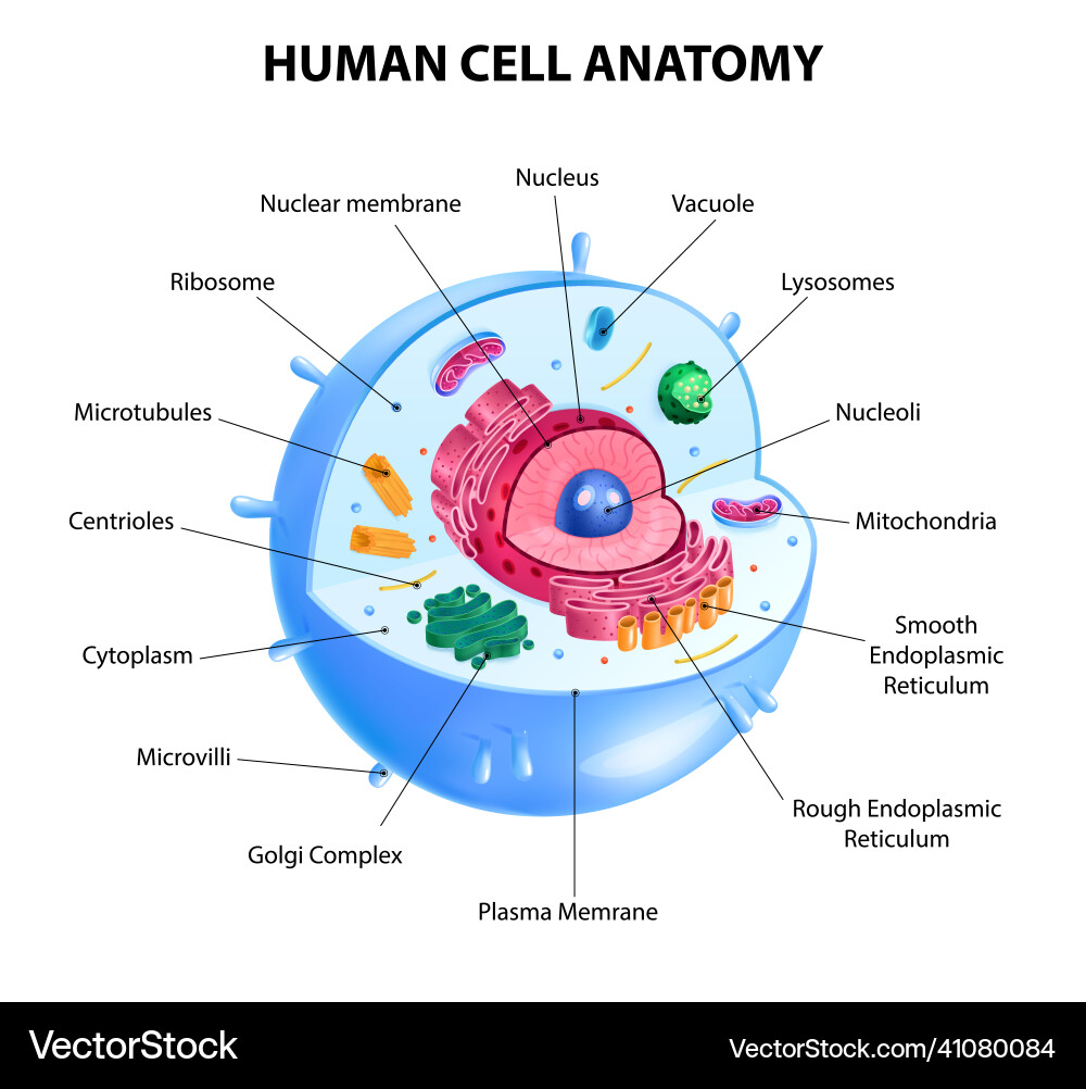 Human Cell Anatomy Diagram Royalty Free Vector Image