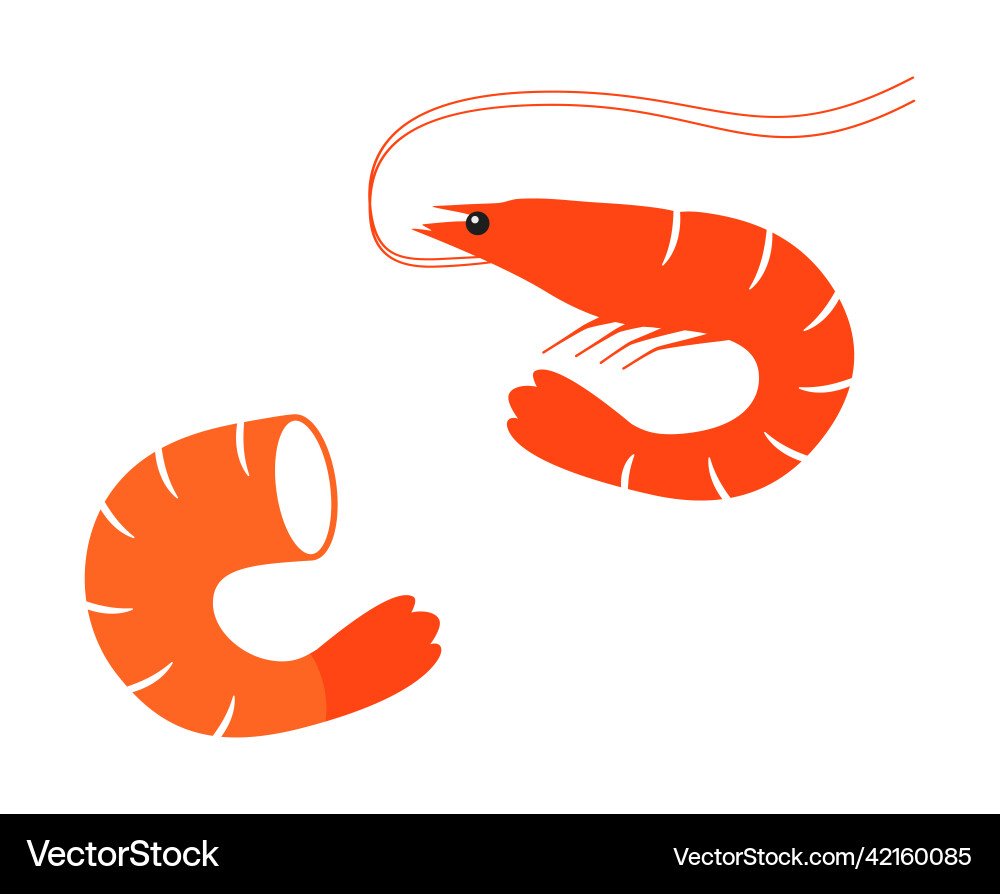 Beautiful shrimp on white background Royalty Free Vector