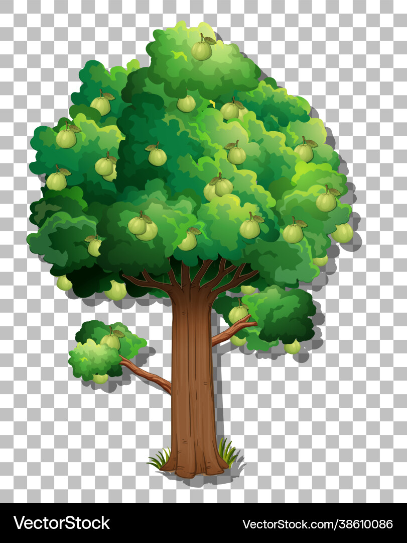 Guava tree on transparent background Royalty Free Vector
