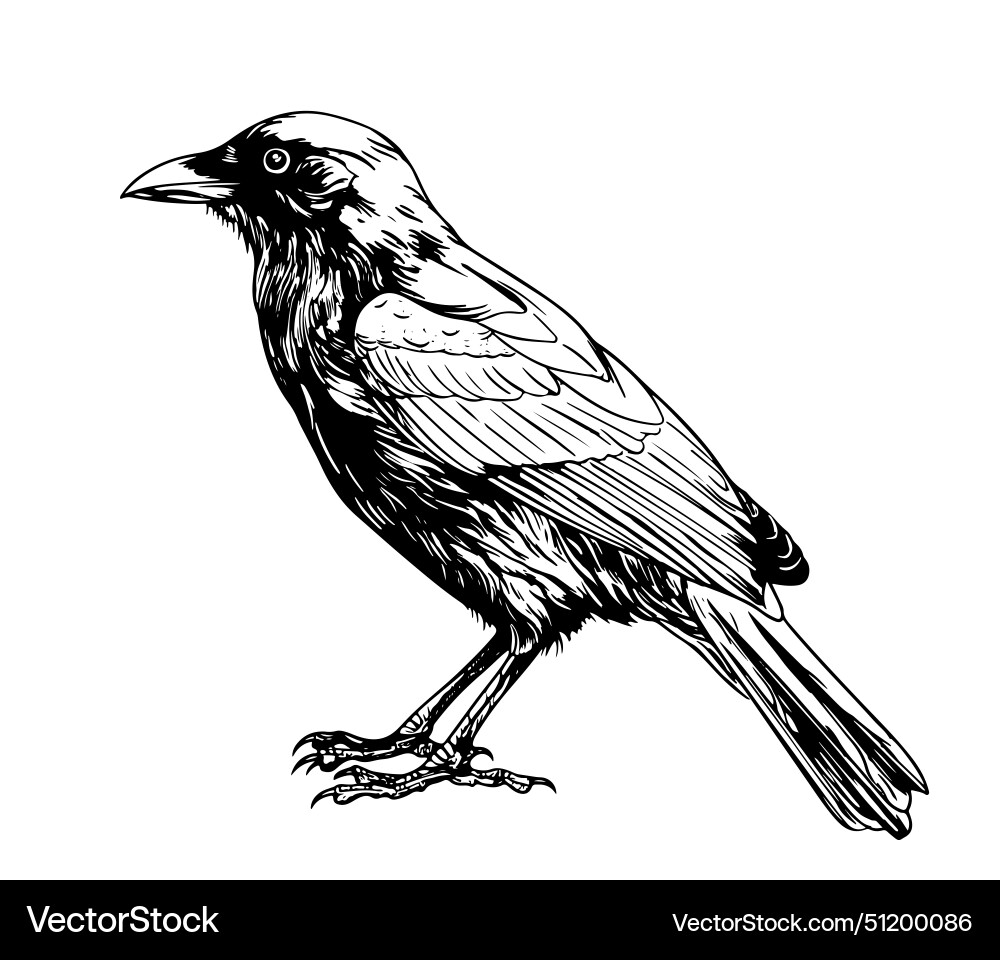 Raven hand drawing Royalty Free Vector Image - VectorStock